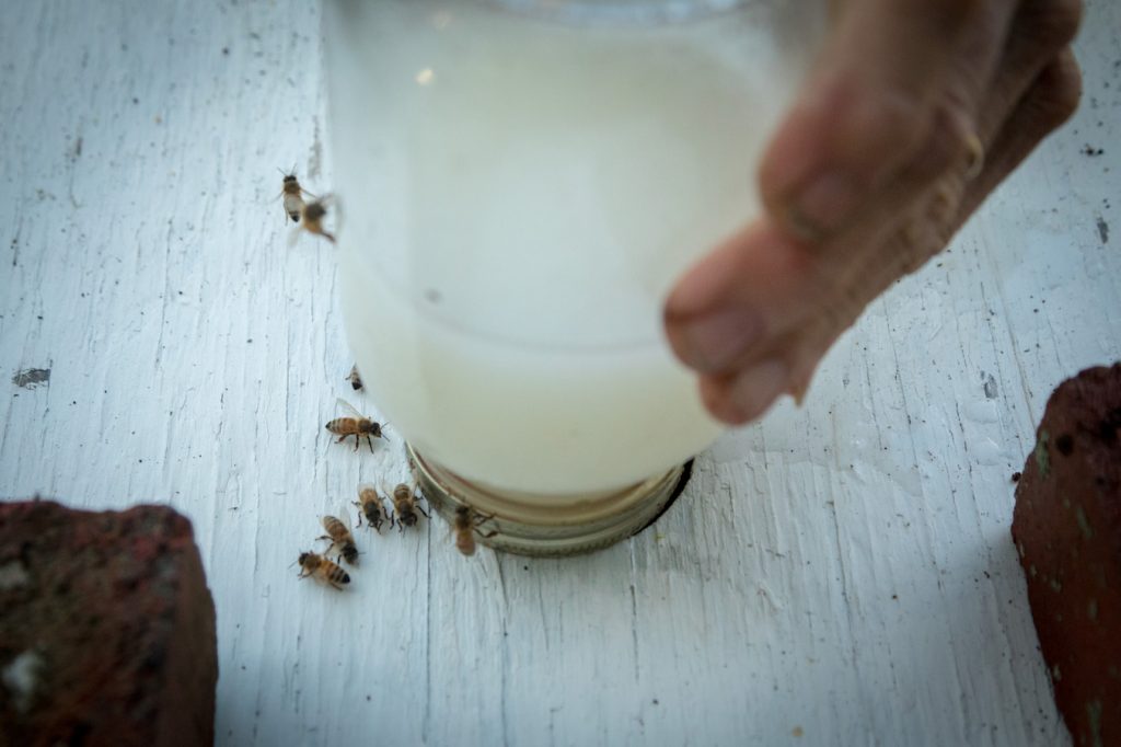 Feeding – Honey B Healthy